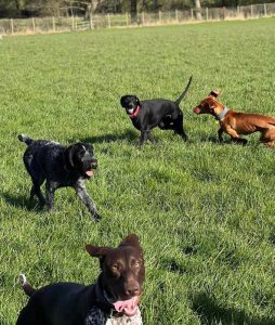Newlands Dog Walking Field – 4.5 Acre Field | Agility Course | Uttoxeter
